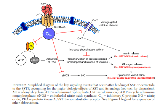 Metabolic effects of octreotide | Surgical Focus