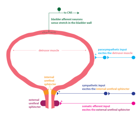 Quick review: Receptors effecting the bladder | Surgical Focus