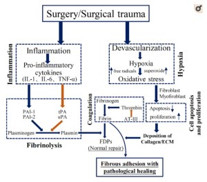 Adhesiolysis-related morbidity in abdominal surgery | Surgical Focus