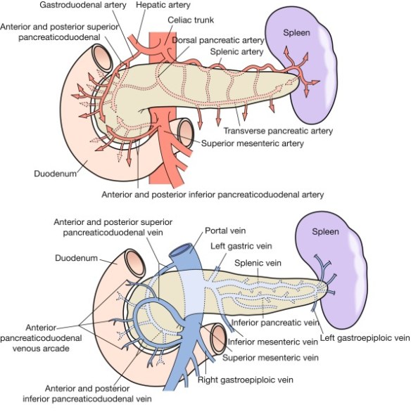 The anatomy of peripancreatic arteries and pancreaticoduodenal arterial ...