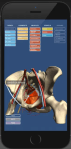 Resource Highlight: Surgical Anatomy Apps for Liver, Lung, and Male ...